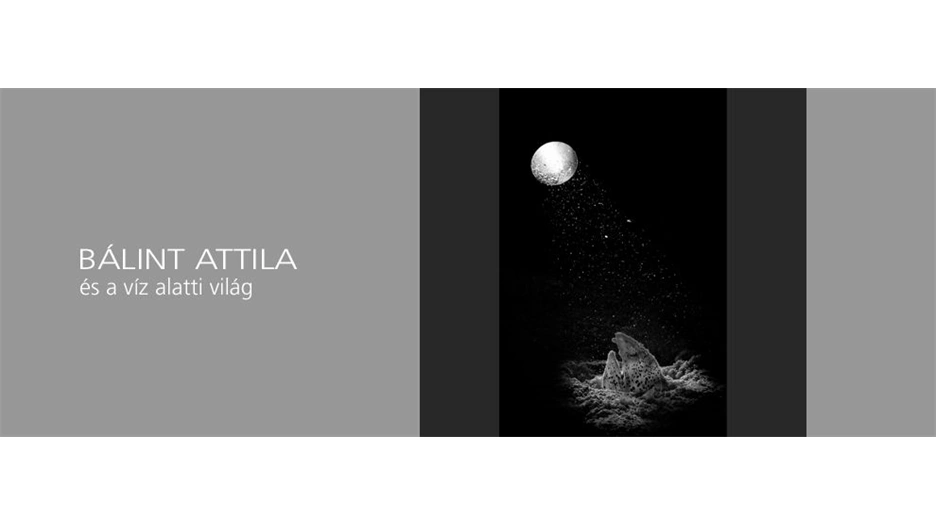 Bálint Attila és a víz alatti világ - Tripont Foto Video Kft.